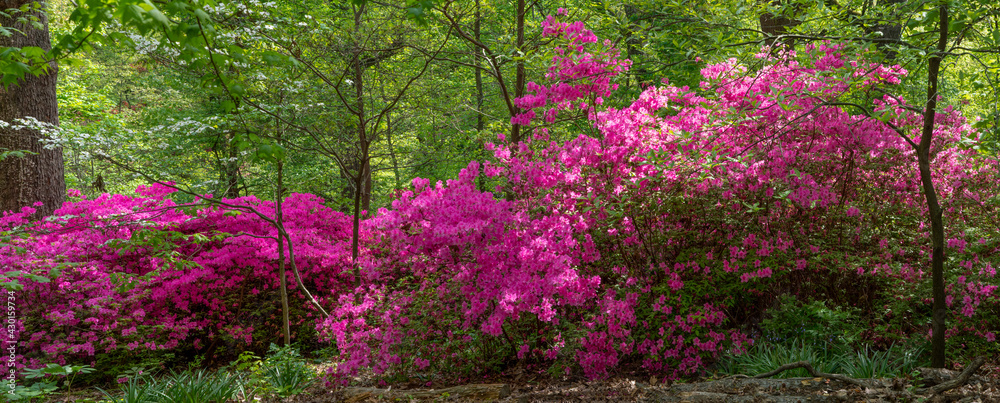 Giant azalea bush in full pink bloom at the U.S. National Arboretum in ...