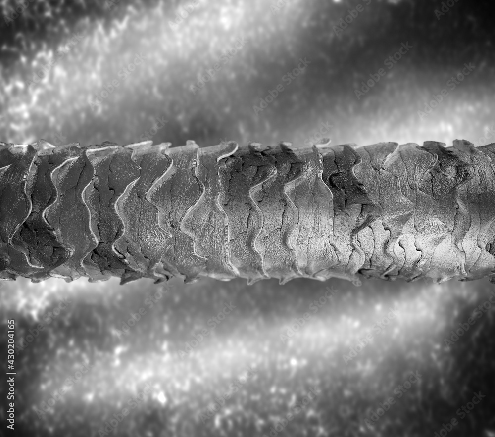 Human hair under microscope, 3D illustration showing the structure of ...