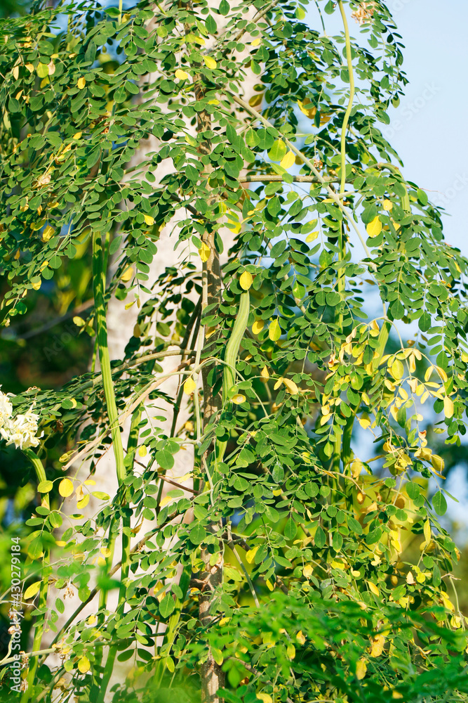 Foto Moringa oleifera is a drought-resistant tree of the family ...
