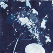 Cyanotype Leaves Free Stock Photo - Public Domain Pictures