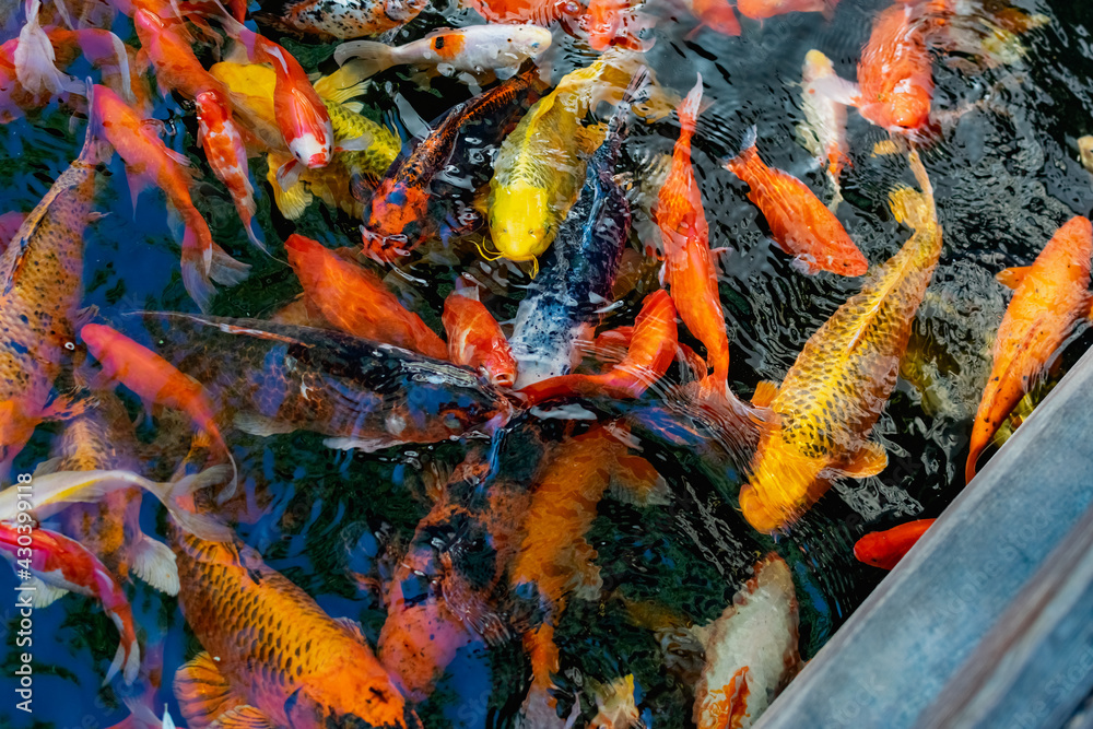 Very beautiful pond with goldfish. Koi carp - colorful decorative fish ...