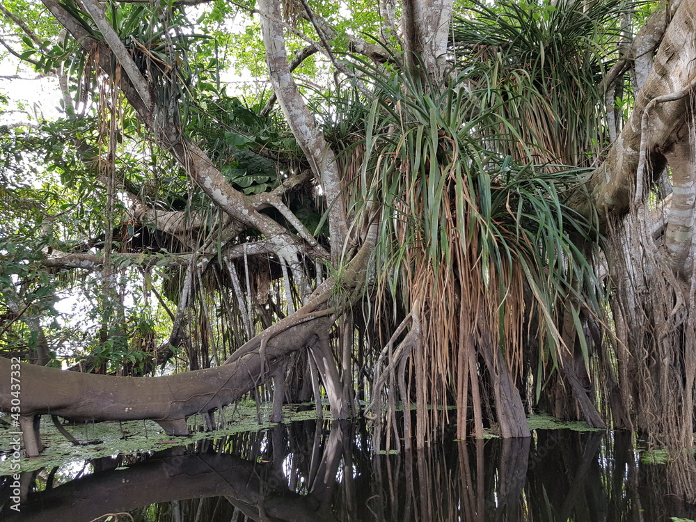 Ficus insipida is a tropical tree in the fig genus of the family ...
