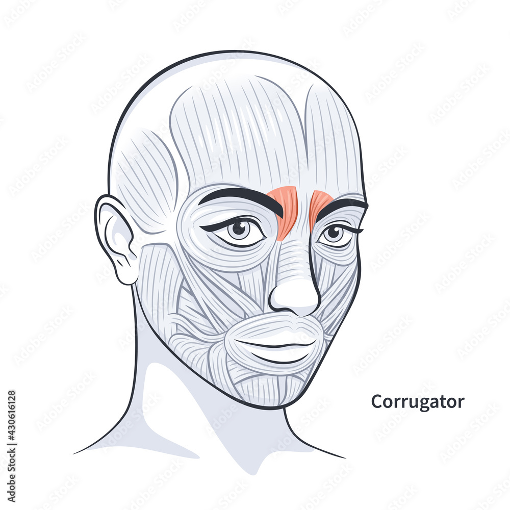 Corrugator. Facial muscles of the female. Detailed bright anatomy ...