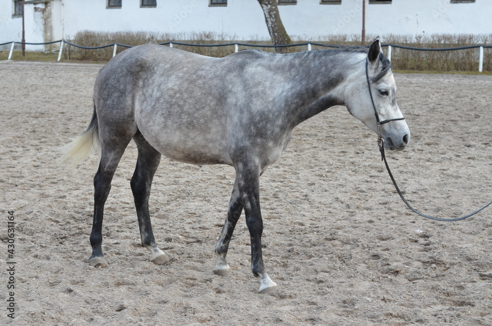 Foto Koń , Konie , Klacz , konik , Polski koń , Koń cheval, zwierzak ...