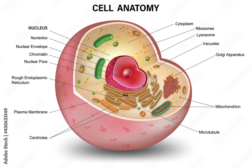 Cell cross section structure detailed colorful anatomy isolated on ...