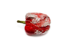 Spoilt Moldy Sweet Red Pepper Free Stock Photo - Public Domain Pictures