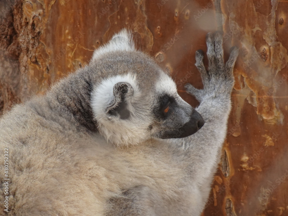 [Madagascar] Rear view of a ring-tailed lemur (Lemur catta) leaning ...