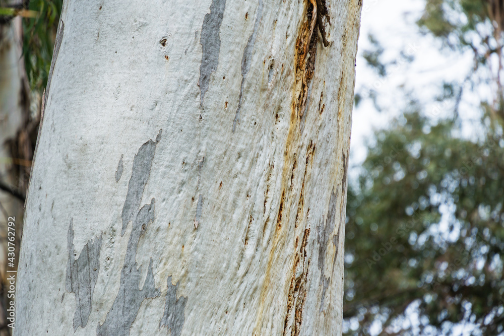 Original blue-gray bark texture of Eucalyptus tree or gum tree growing ...