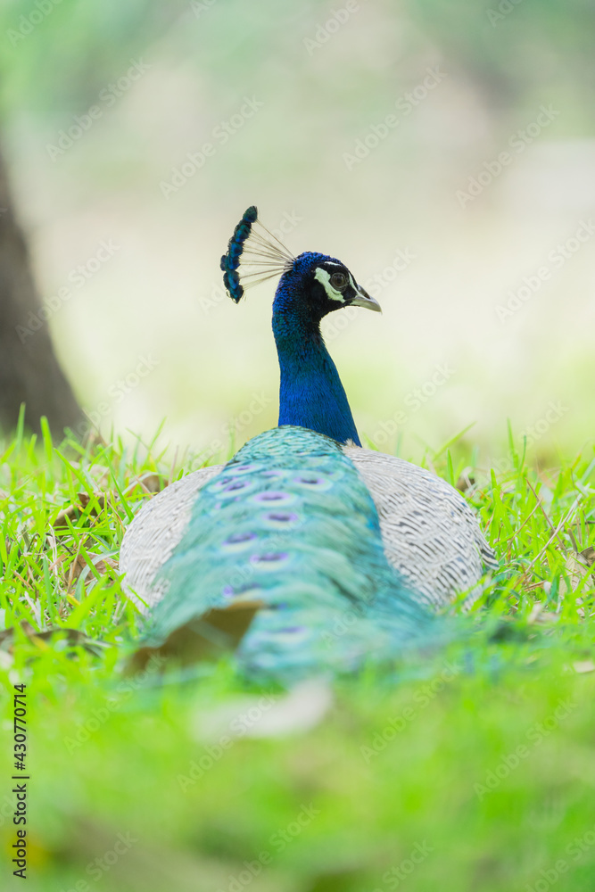The Indian peafowl (Pavo cristatus), also known as the common peafowl ...