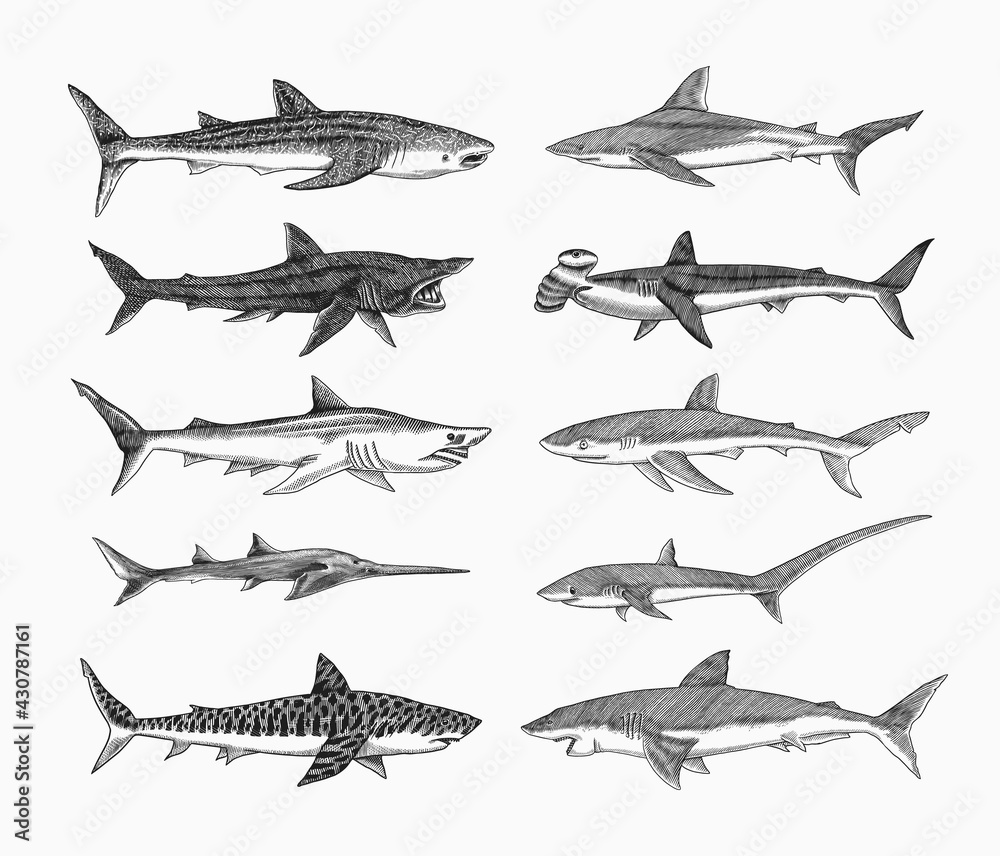 Sharks set.Great white shark, Sixgill sawshark. Basking Sand Tiger ...