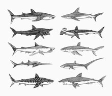 Hammerhead Shark Etched Drawing Free Stock Photo - Public Domain Pictures