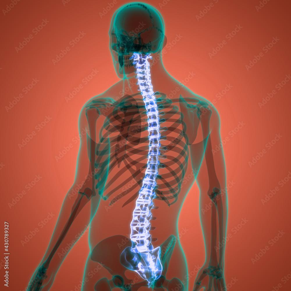 Spinal Cord Vertebral Column of Human Skeleton System Anatomy Stock ...