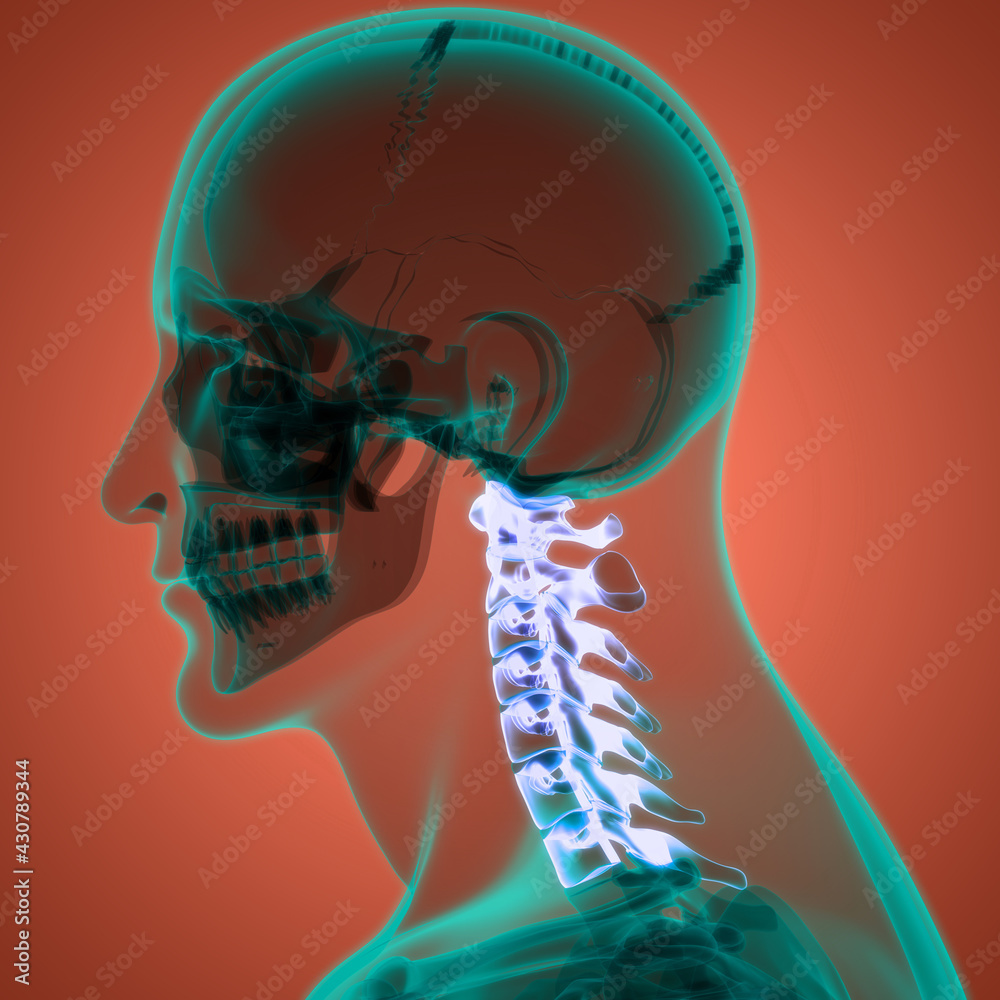 Ilustración de Stock Spinal Cord Vertebral Column Cervical Vertebrae of Human Skeleton System ...