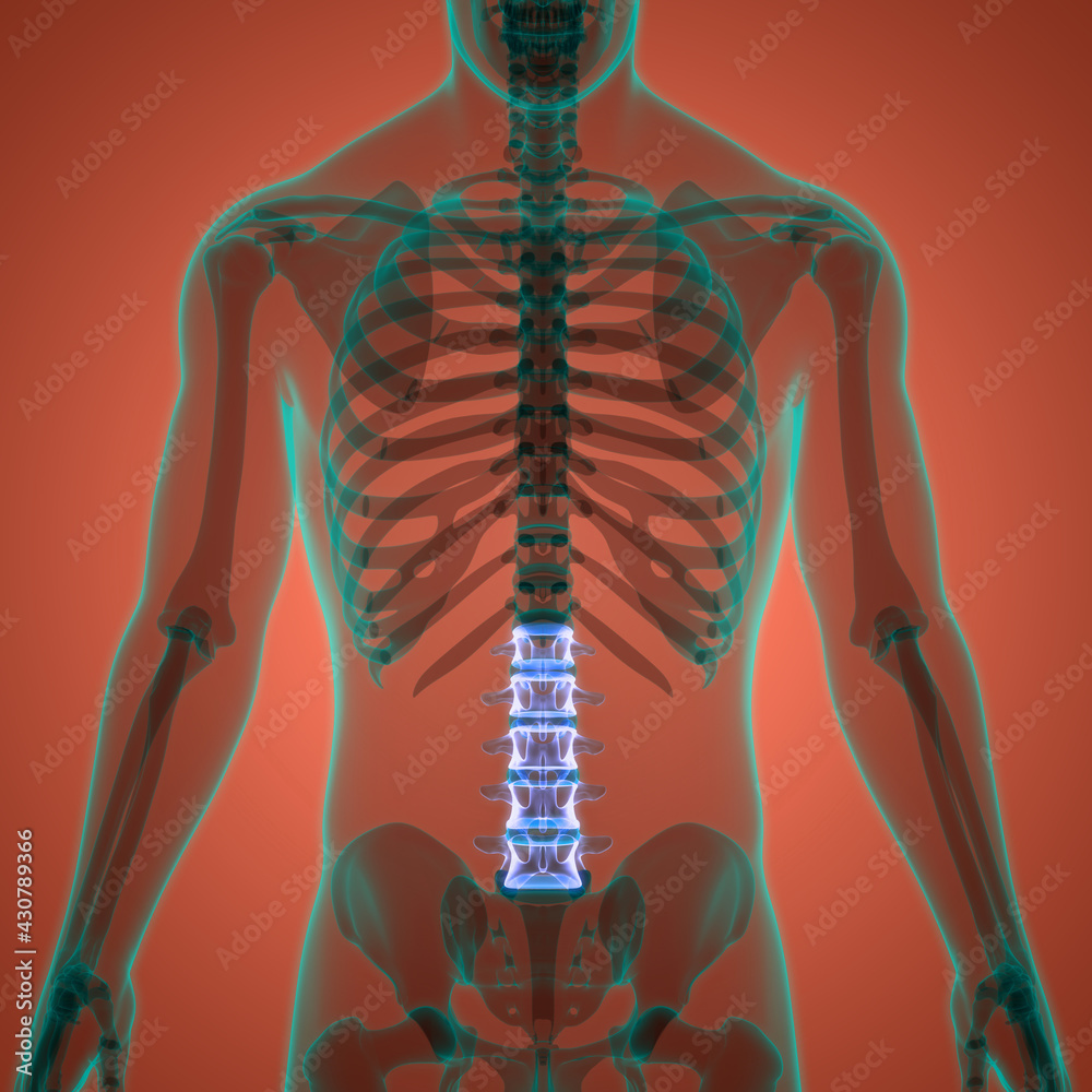Ilustración de Stock Spinal Cord Vertebral Column Lumbar Vertebrae of ...
