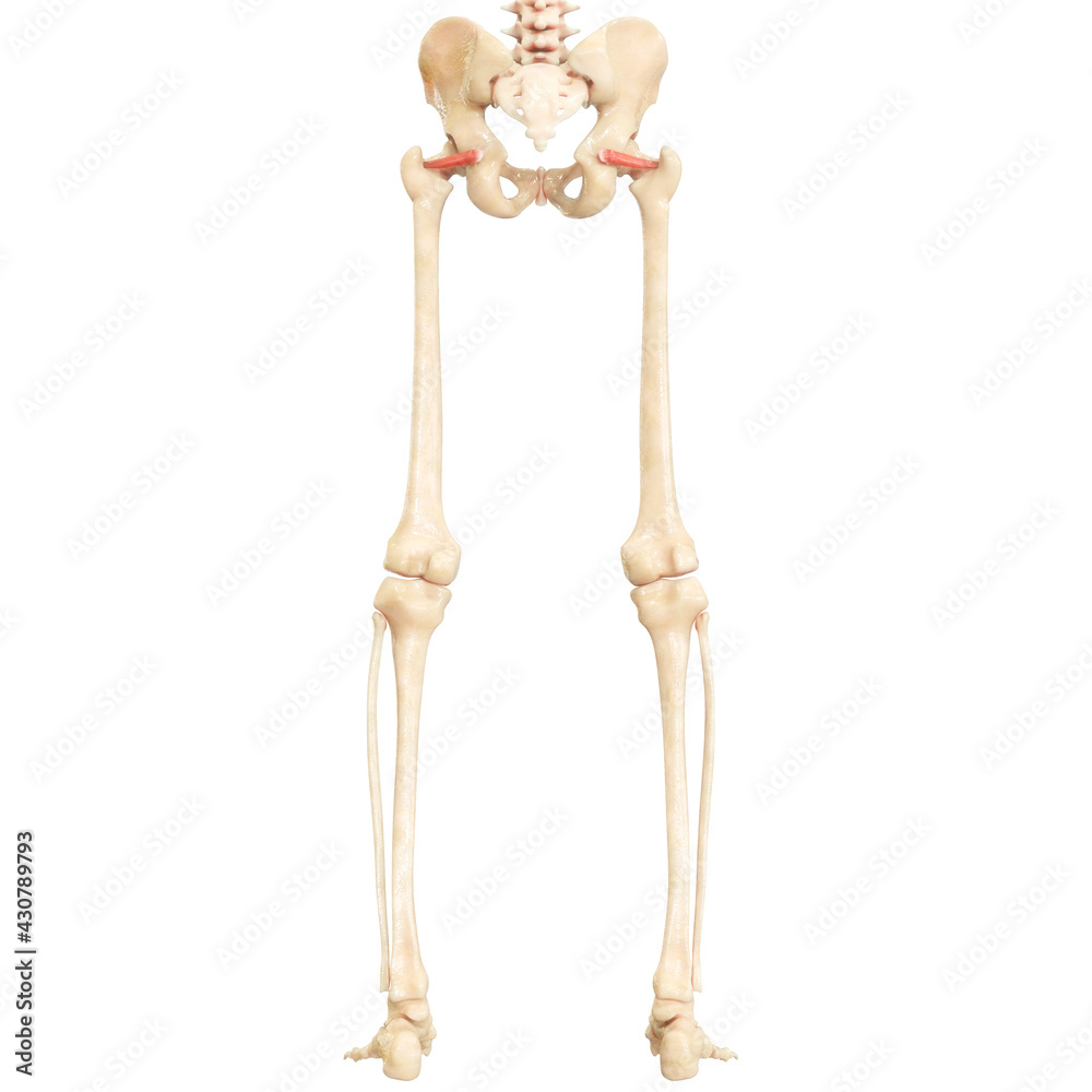 Human Muscular System Leg Muscles Superior Gemellus Muscle Anatomy ...