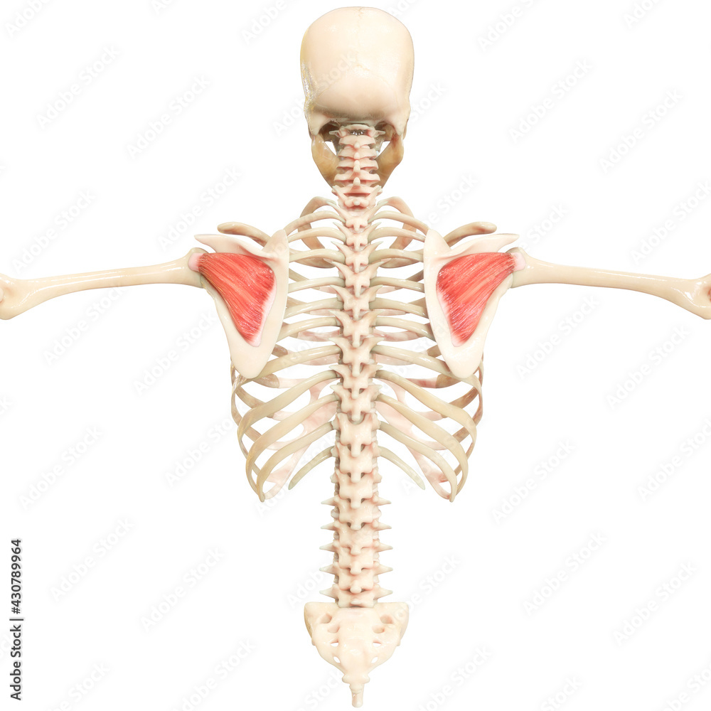 Human Muscular System Torso Muscles Infraspinatus Muscle Anatomy Stock ...