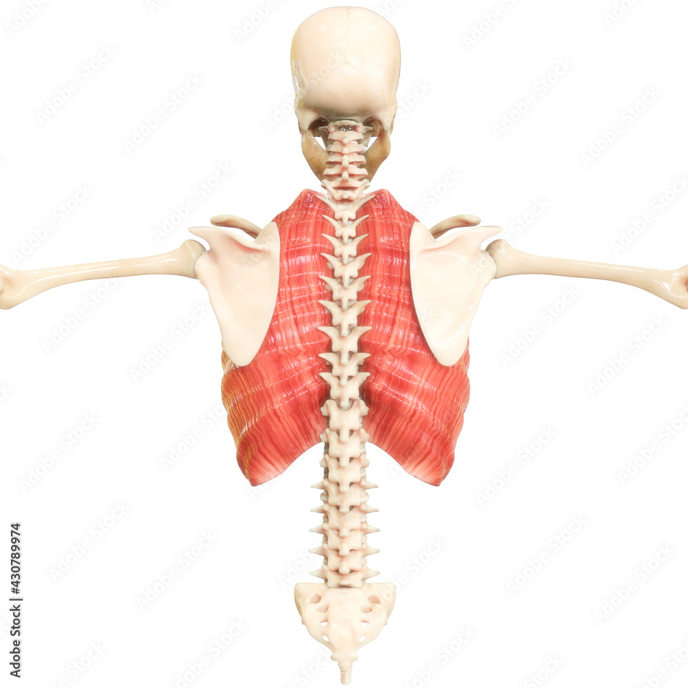 Human Muscular System Torso Muscles Intercostal Large Muscle Anatomy ...