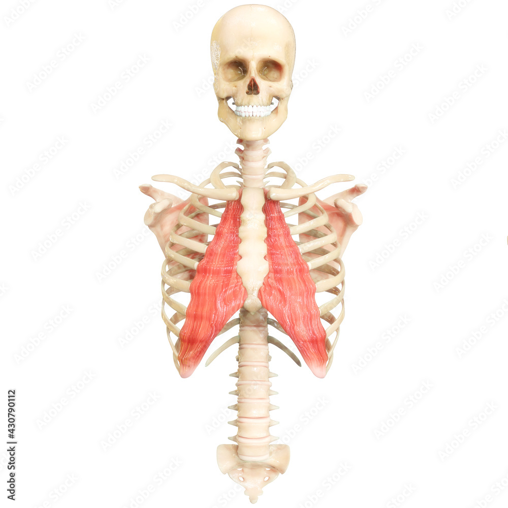 Human Muscular System Torso Muscles Intercostal Small Muscle Anatomy ...