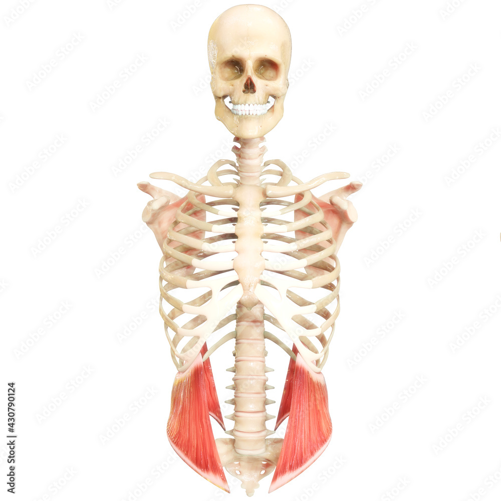 Human Muscular System Torso Muscles Internal Oblique Muscle Anatomy ...