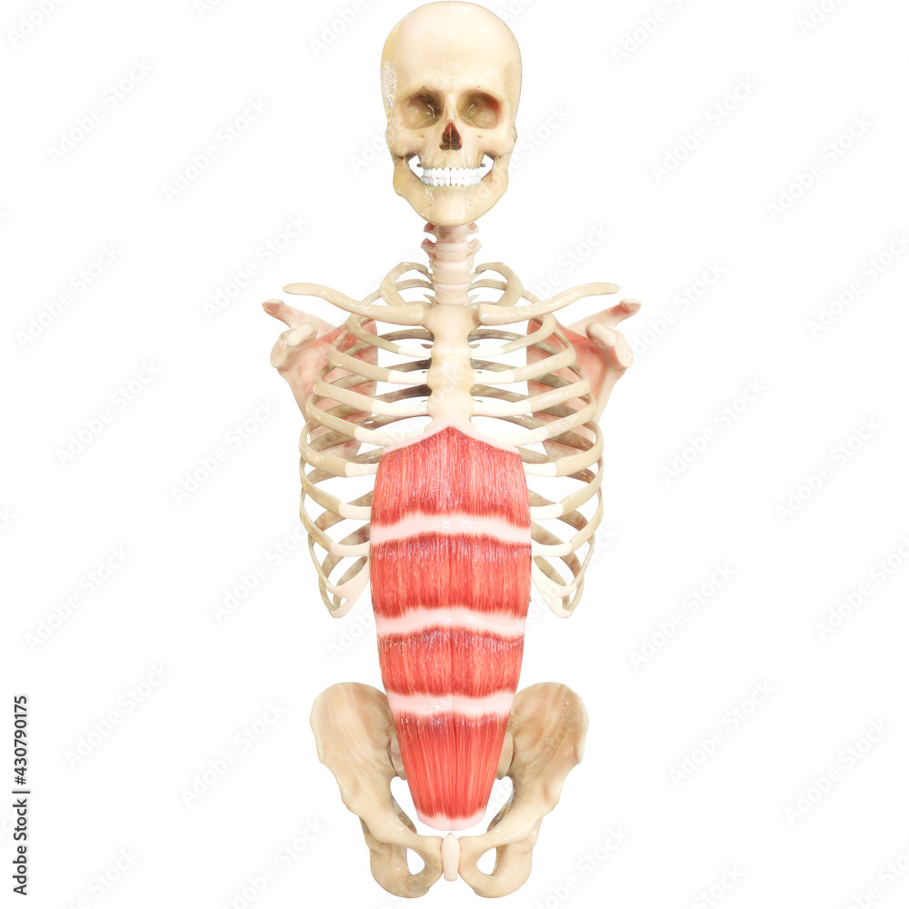 Human Muscular System Torso Muscles Rectus Abdominis Muscle Anatomy ...