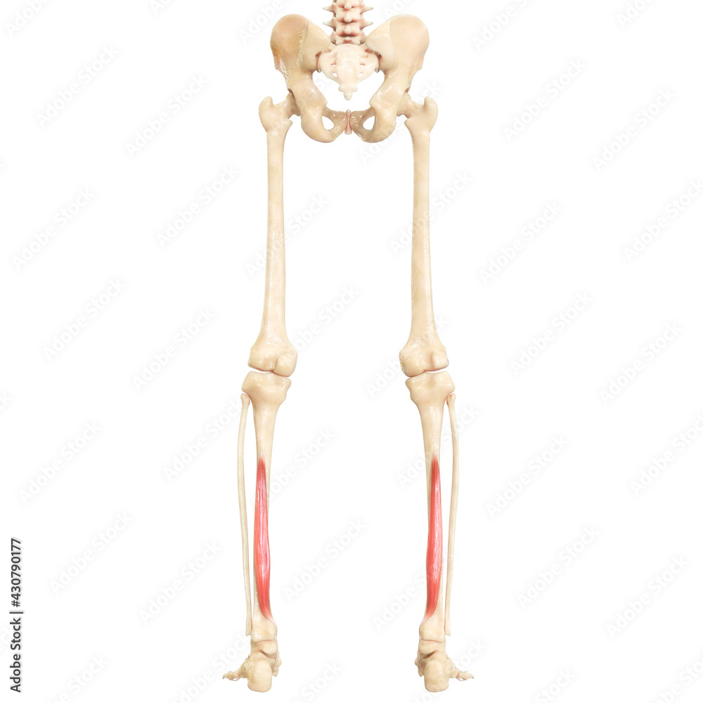 Human Muscular System Leg Muscles Flexor Digitorum Longus Muscle ...