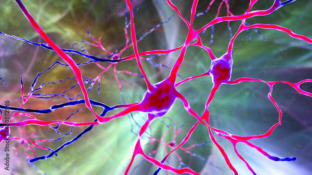 Neurons of Dorsal striatum, 3D illustration. Dorsal striatum is a ...