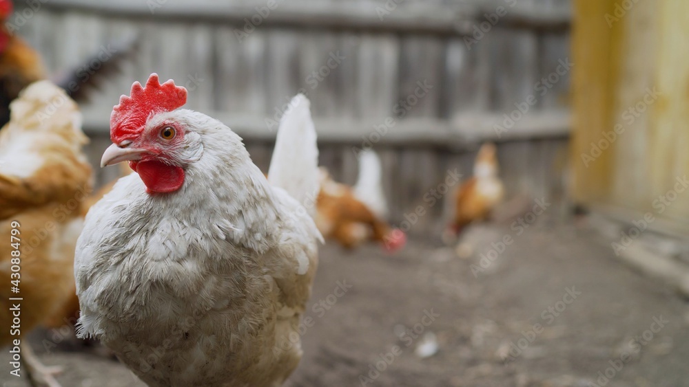 A Rooster And A Hen Digging Into The Ground In The Backyard Domestic