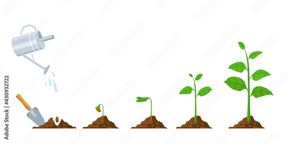 Green sprout grow. Seedling and planting phases. Plant with leaves ...