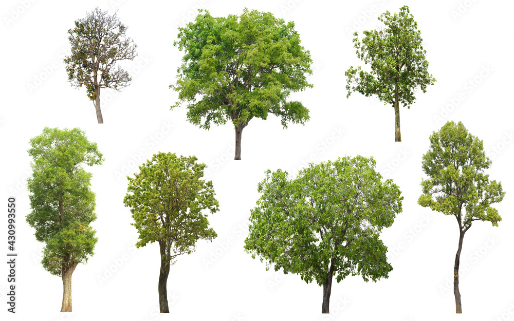 Collection of tree side view isolated on white background for landscape ...