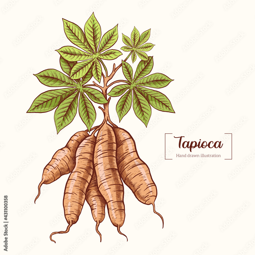 Tapioca. Vector Hand Drawn. Sketch Botanical Illustration. Eco healthy ...