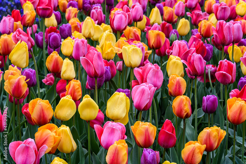 Field of bright tulips in pink, yellow, orange, purple, and red as a ...