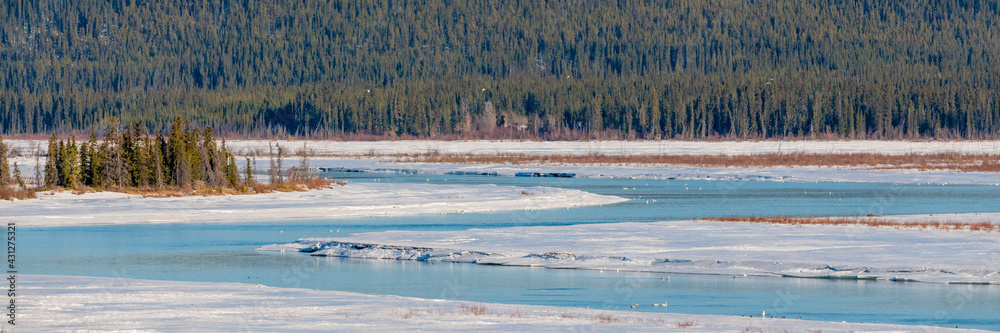 Panoramic springtime view of the melting and thawing Yukon River ...