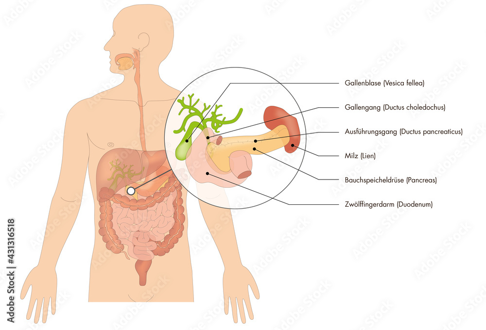 Bauchspeicheldrüse Verdauungssystem Der Magen Darm Trakt