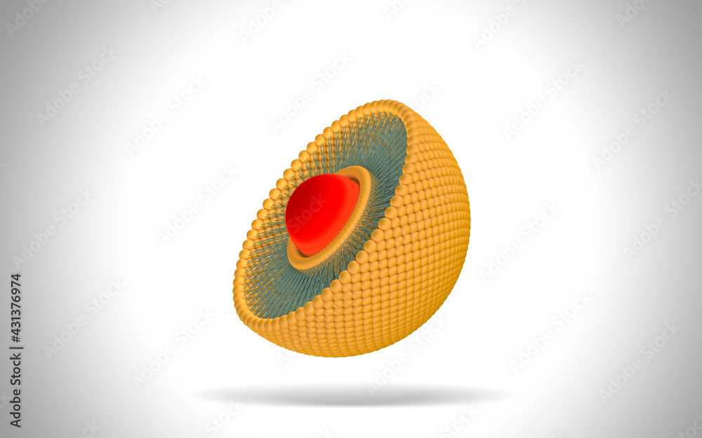 Structure of liposome, phospholipid, cell, 3d render animation. 3D ...