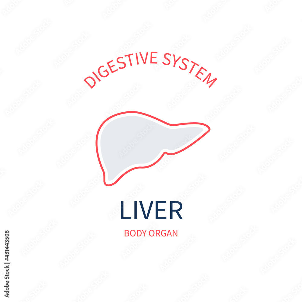 Liver diagram of body digestive system. Internal organ in outline style ...