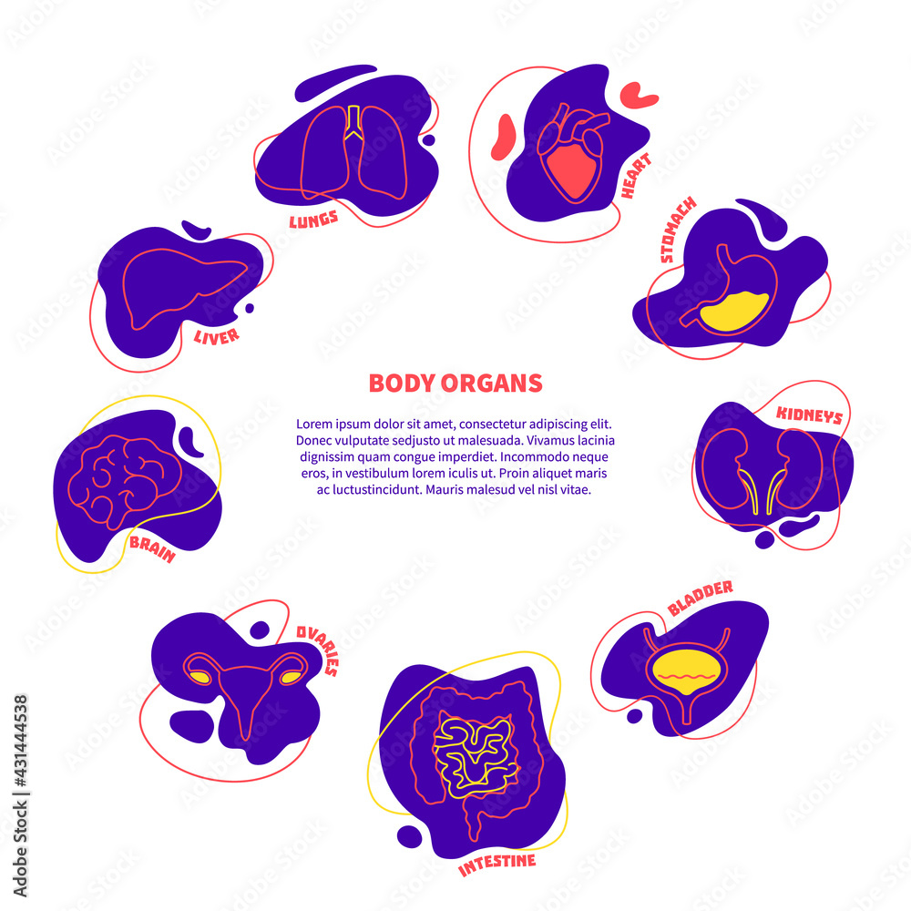 Vector de Stock Body organs outline set. Anatomy icons on abstract ...