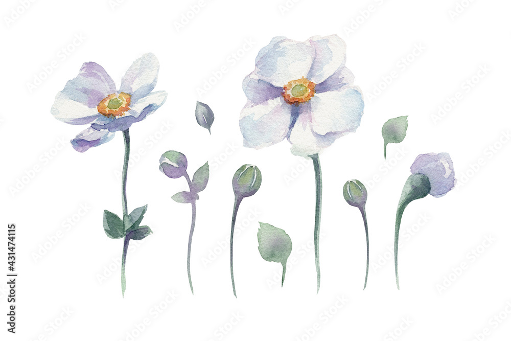 Anemone sylvestris on white background isolated. Watercolor hand drawn ...