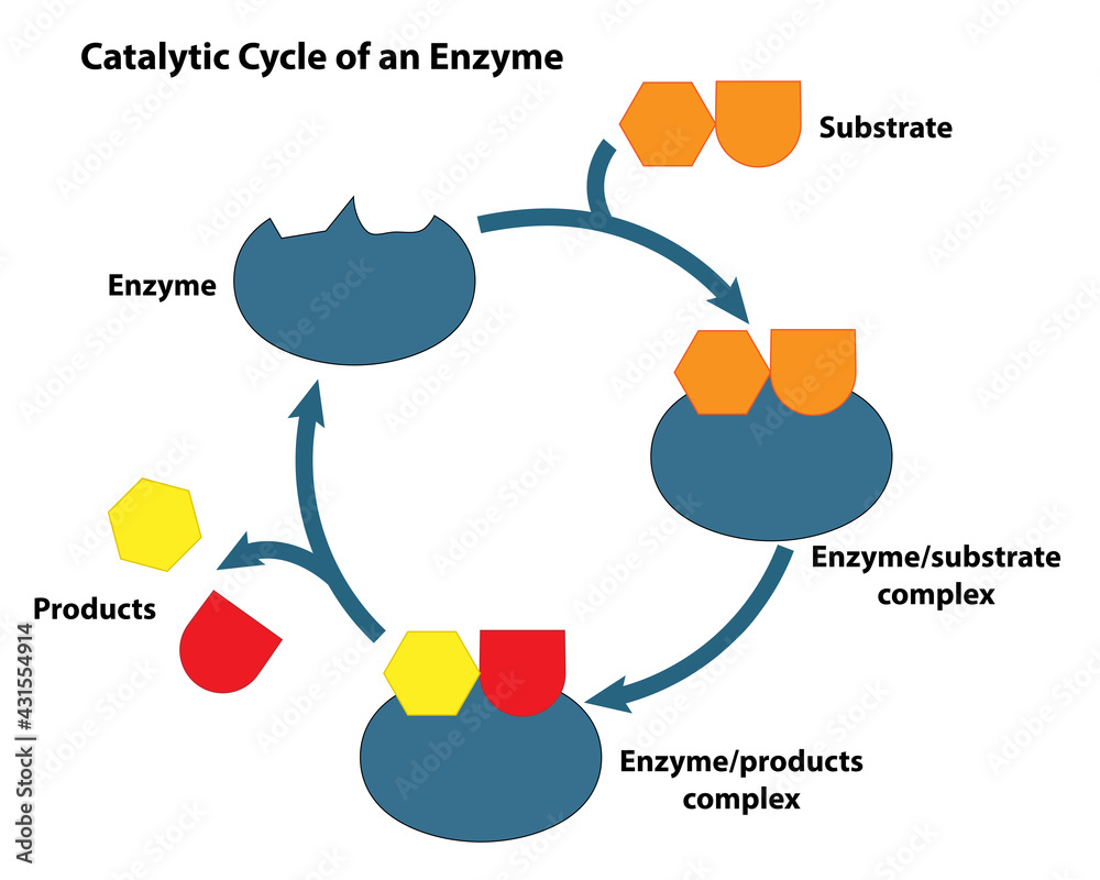 Catalytic cycle of an enzyme. Substrate reactants enter active site of ... Catalytic cycle of an enzyme. Substrate reactants enter active site of ...