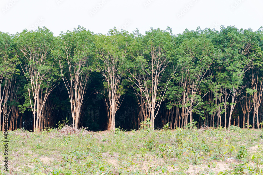 Row of para rubber tree. Rubber plantation background. Stock Photo ...