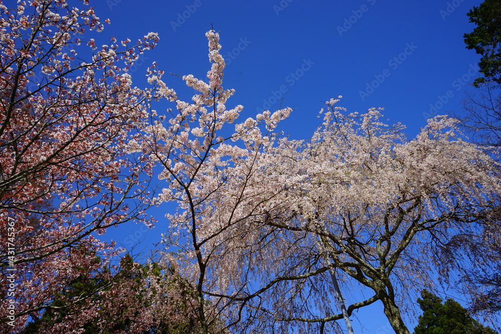 Yoshinoyama sakura cherry blossom during spring. Mount Yoshino in Nara ...