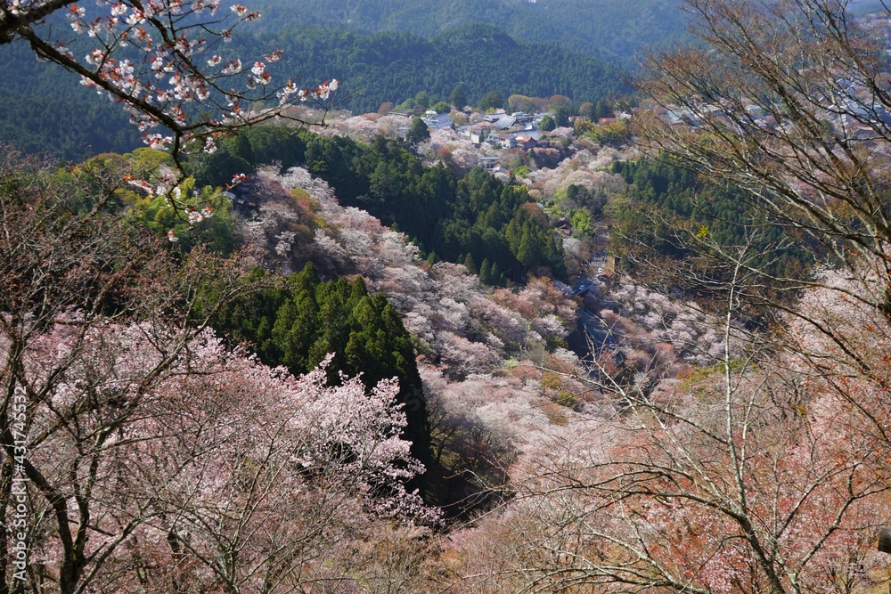 Yoshinoyama sakura cherry blossom during spring. Mount Yoshino in Nara ...