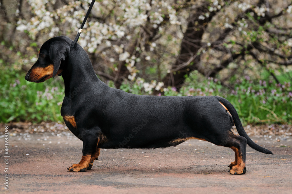 Standard smooth haired dachshund of black and tan color at the dog show ...
