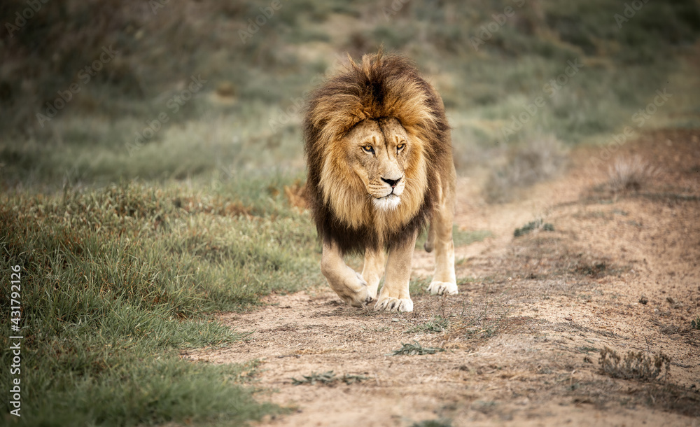 Majestic male African lion king of the jungle - Mighty wild animal in ...