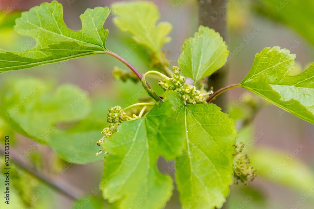 Morus sp pertenece a la familia Moraceae Stock Photo | Adobe Stock