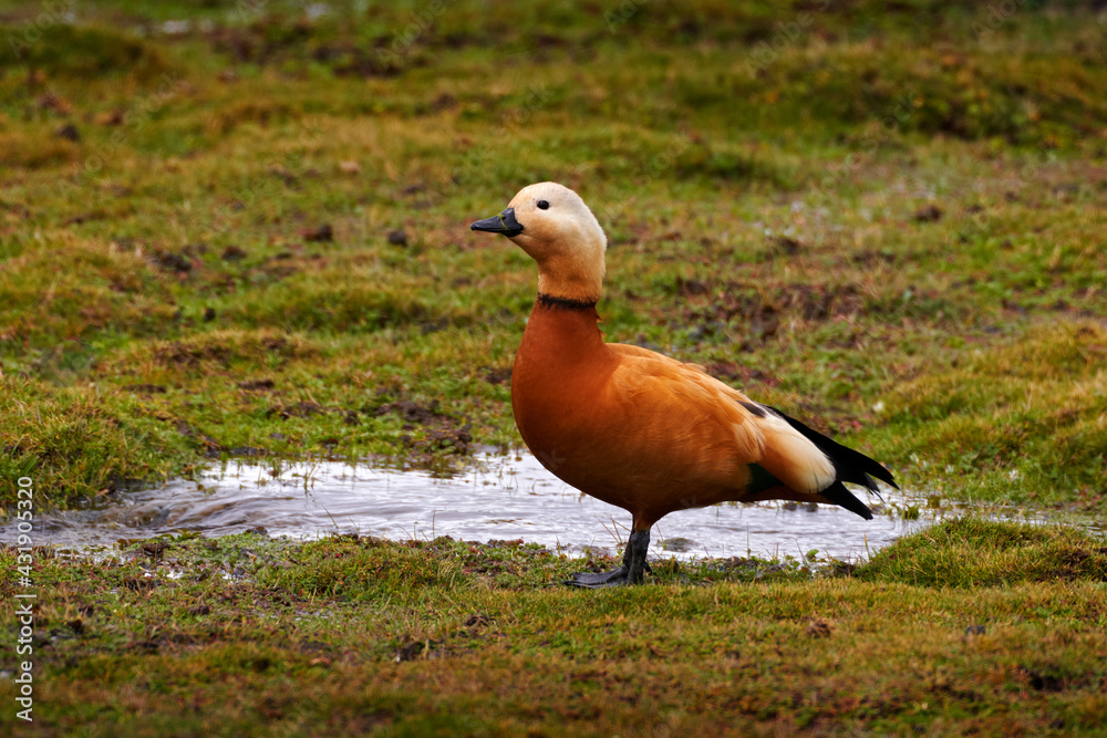 Ruddy shelduck, Tadorna ferruginea, known in India Brahminy duck. rare ...