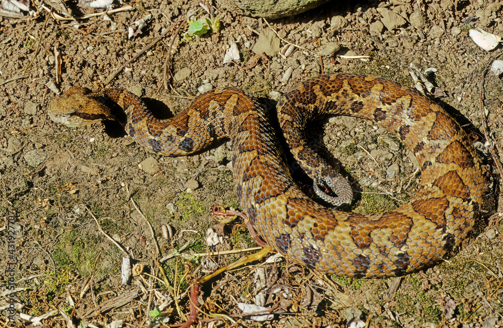 Bothrops atrox Stock Photo | Adobe Stock