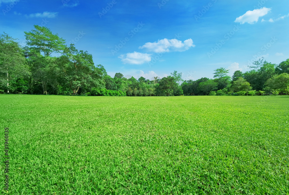 landscape of grass field and green environment public park use as ...
