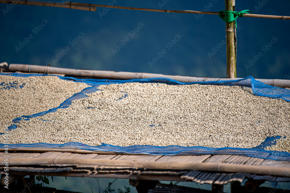 Coffee drying process Stock Photo | Adobe Stock