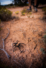 Tarantula Free Stock Photo - Public Domain Pictures