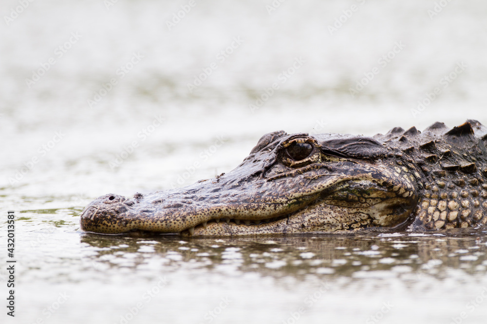 An American Alligator (Alligator mississippiensis) rests in muddy water ...